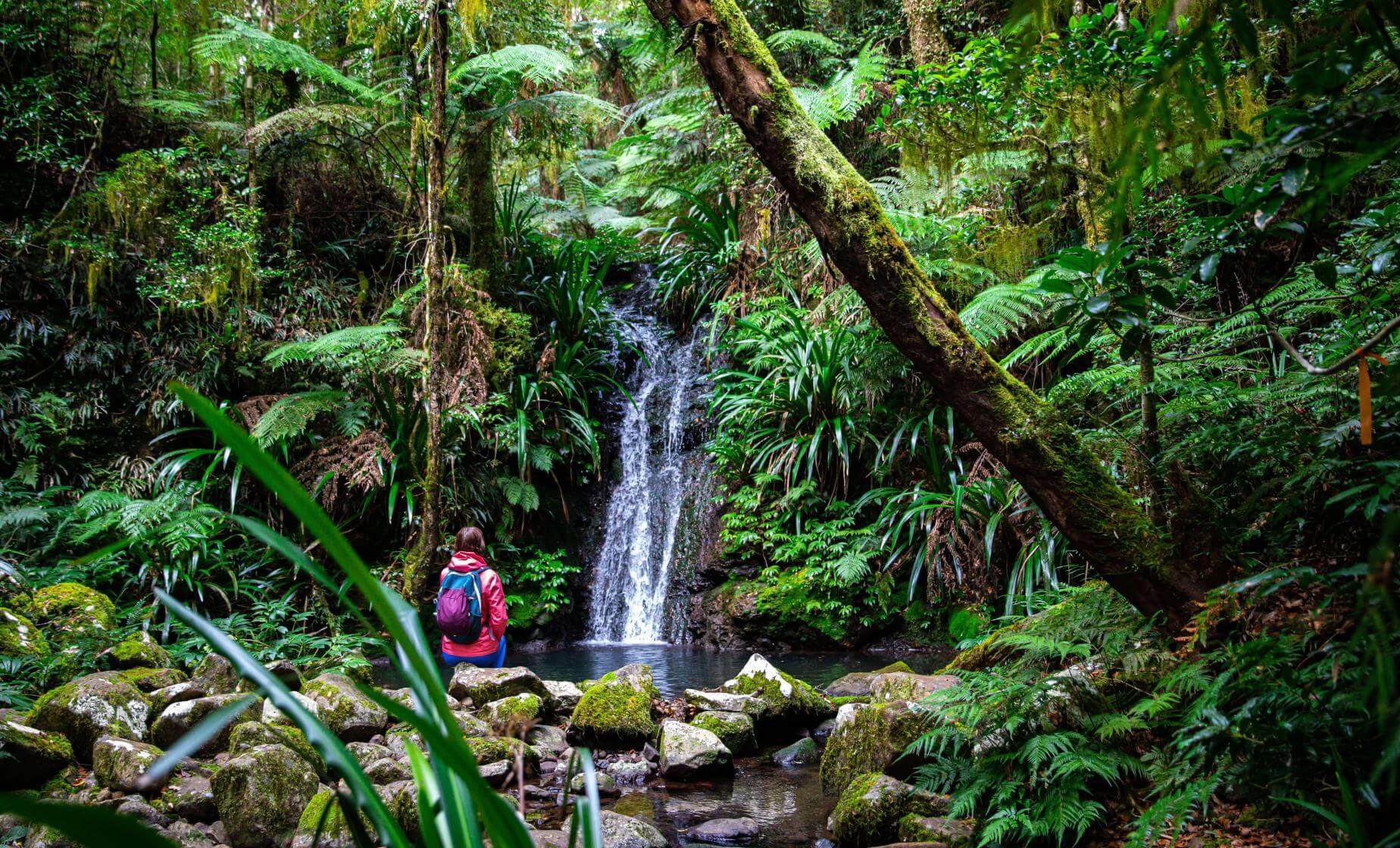 Brisbane Natural Bridge and Waterfalls