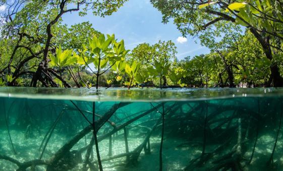 The 10 Best Bimini Excursions & Shore Tours | Book Now
